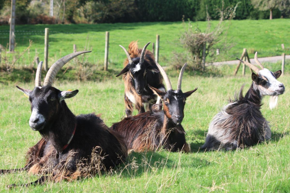 Goat Accents: Do They Have Them and Why? - Goat Journal